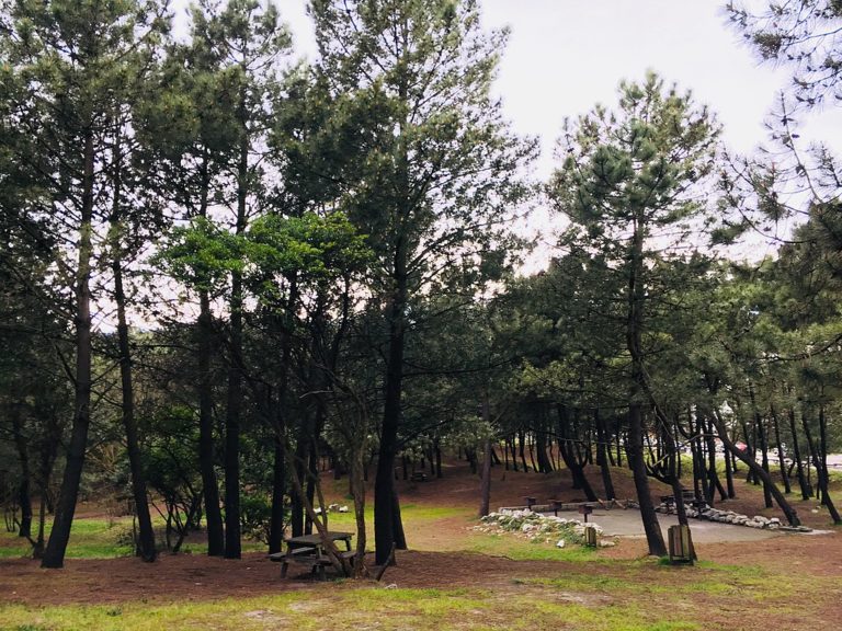 Pinar de Salinas (Asturias) - Asturiex